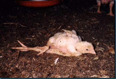 Exposing Routine Animal Cruelty in the Chicken Industry |Gaia's Blog